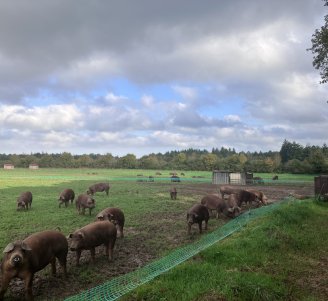 Élever des porcs bio en plein air : Concevoir et gérer son projet | ITAB